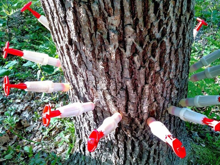 Disease and Pest Control - Tree Removal Pruning Service Perth